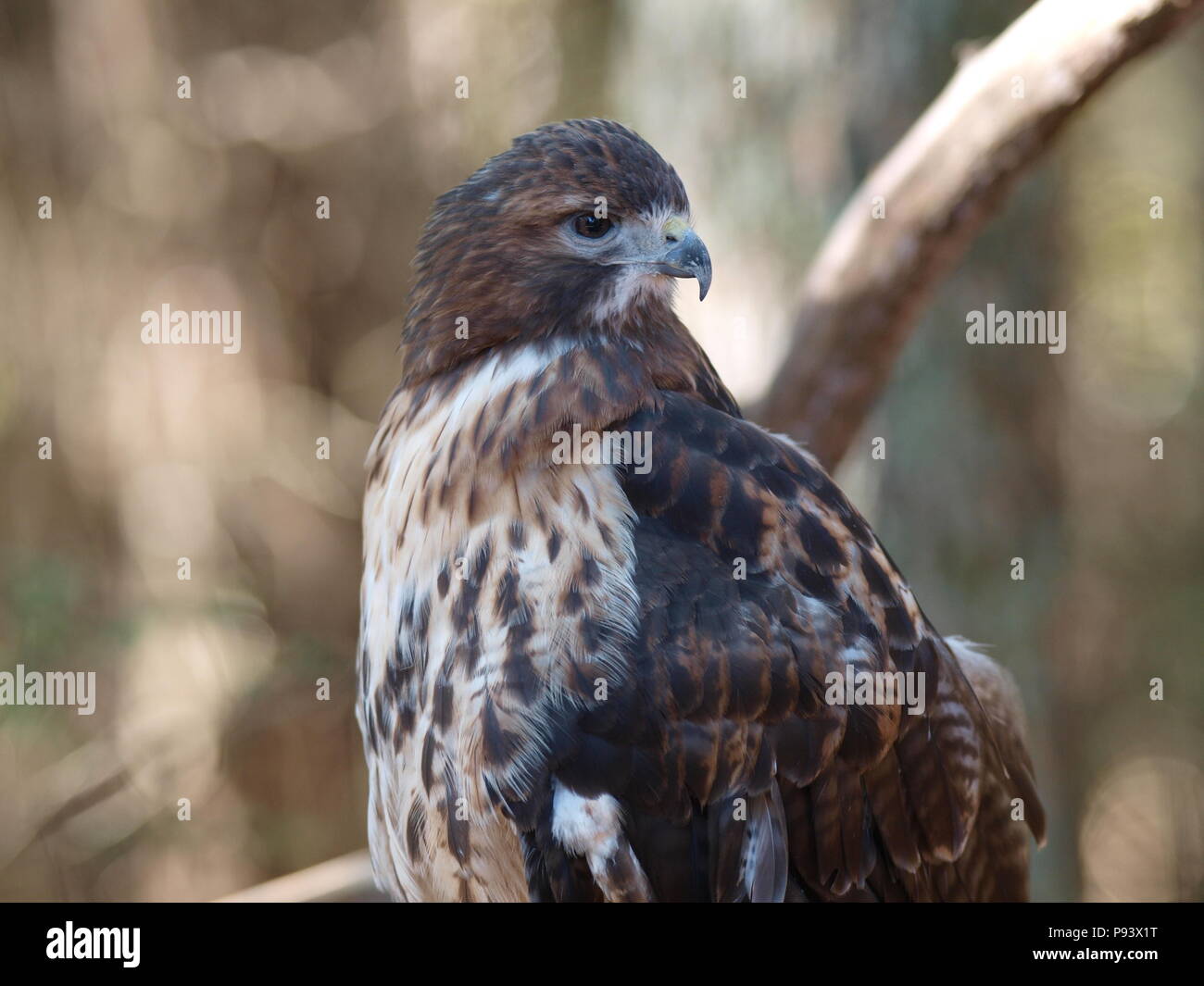 raptor owl eagle hawk kite vulture peregrine kestrel falconry falcon ...