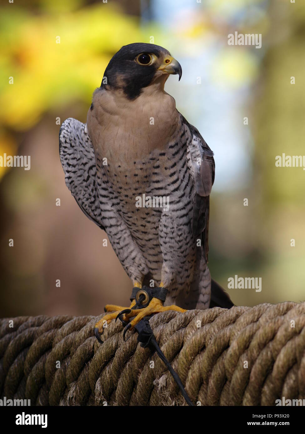 raptor owl eagle hawk kite vulture peregrine kestrel falconry falcon ...