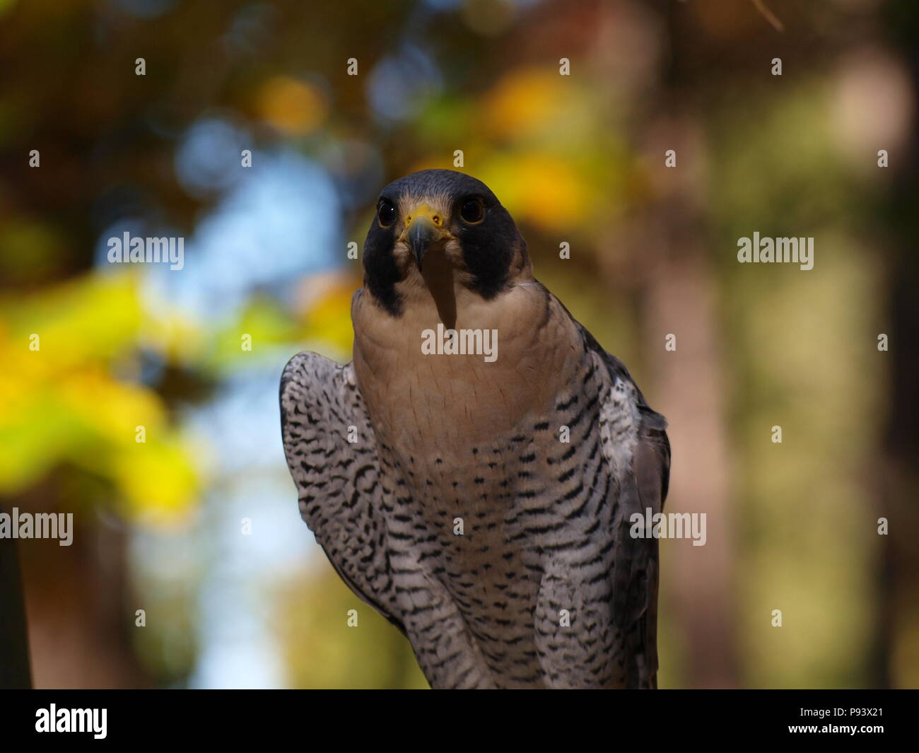 raptor owl eagle hawk kite vulture peregrine kestrel falconry falcon ...