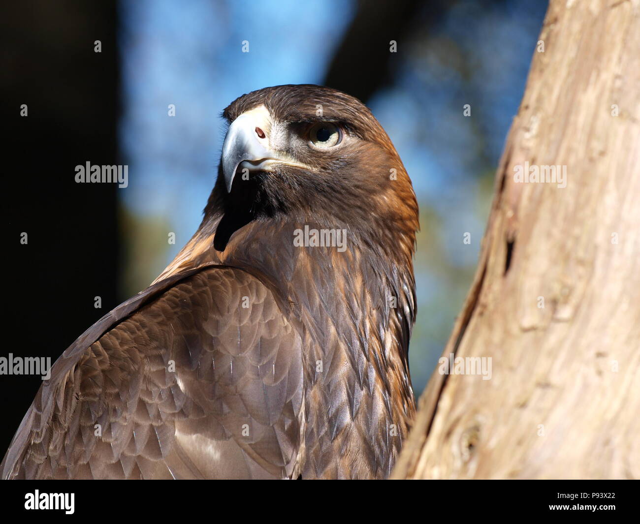 raptor owl eagle hawk kite vulture peregrine kestrel falconry falcon ...