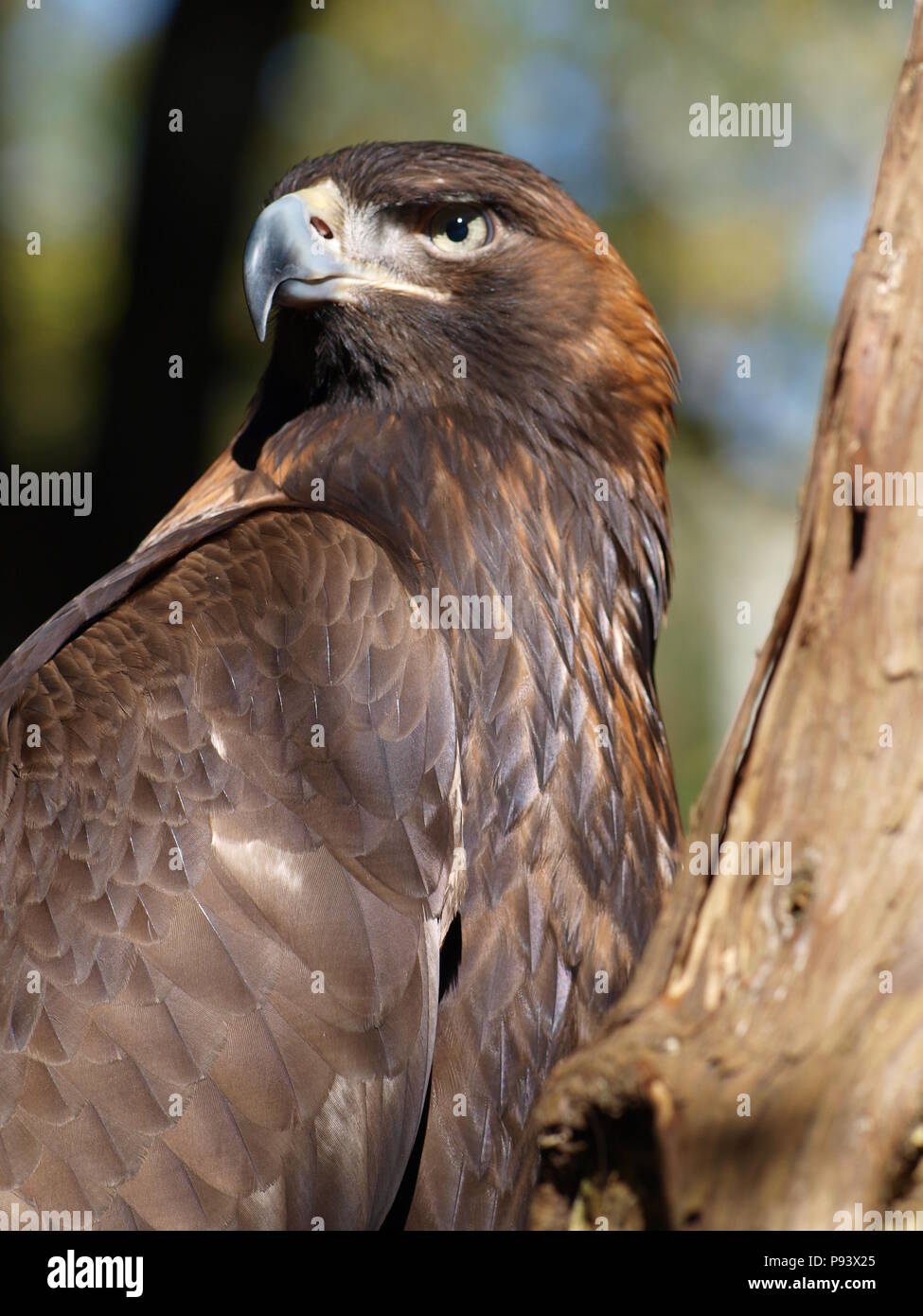 raptor owl eagle hawk kite vulture peregrine kestrel falconry falcon ...