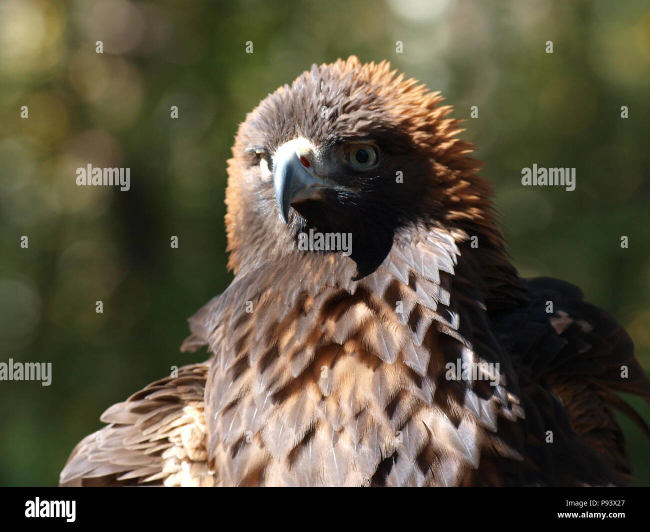 raptor owl eagle hawk kite vulture peregrine kestrel falconry falcon ...