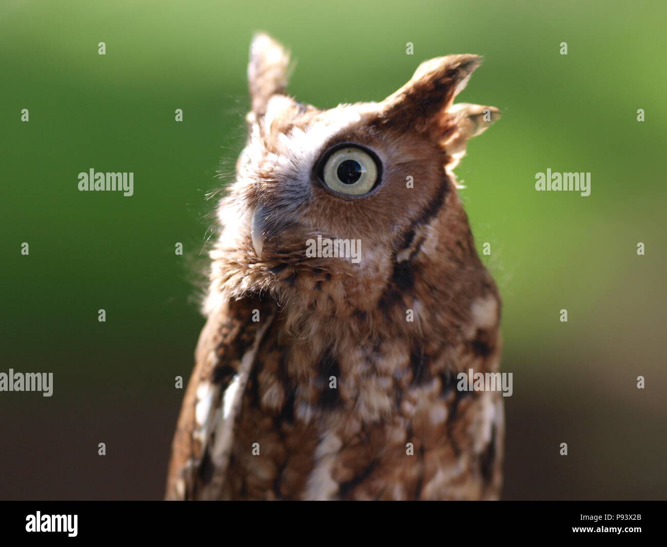 raptor owl eagle hawk kite vulture Stock Photo - Alamy