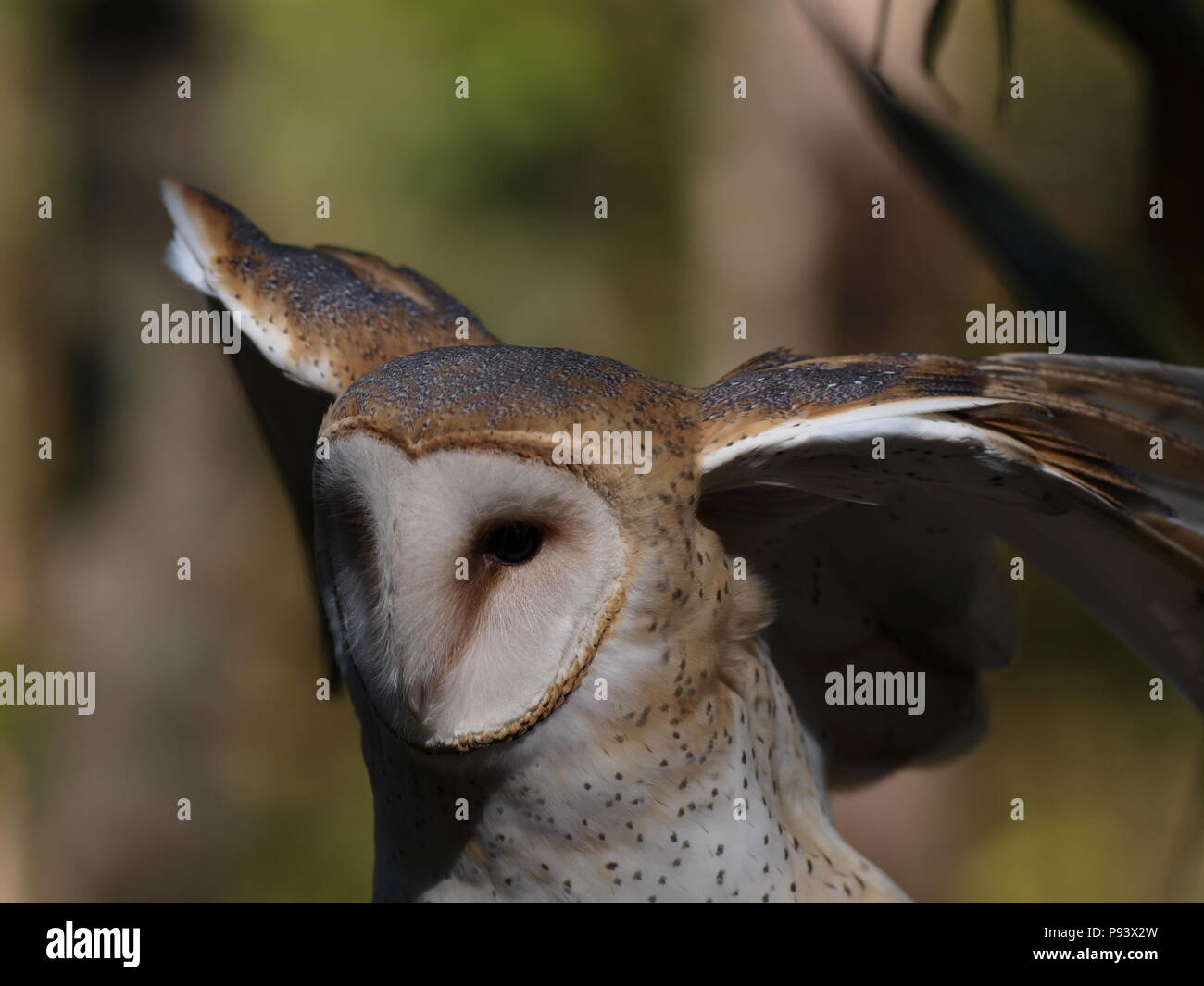 raptor owl eagle hawk kite vulture Stock Photo - Alamy