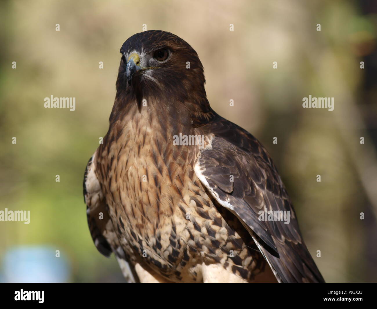 raptor owl eagle hawk kite vulture peregrine kestrel falconry falcon ...