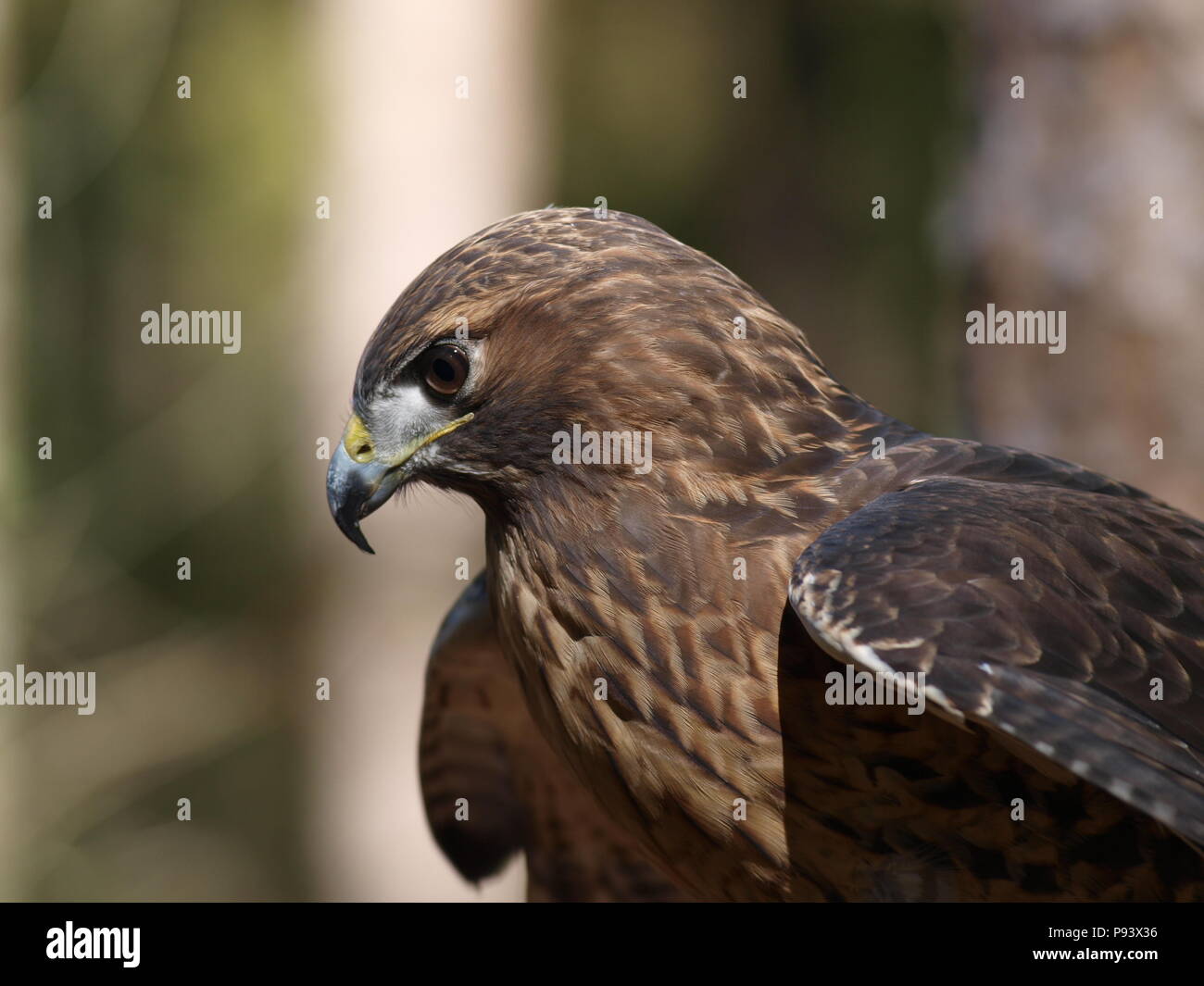 raptor owl eagle hawk kite vulture peregrine kestrel falconry falcon ...