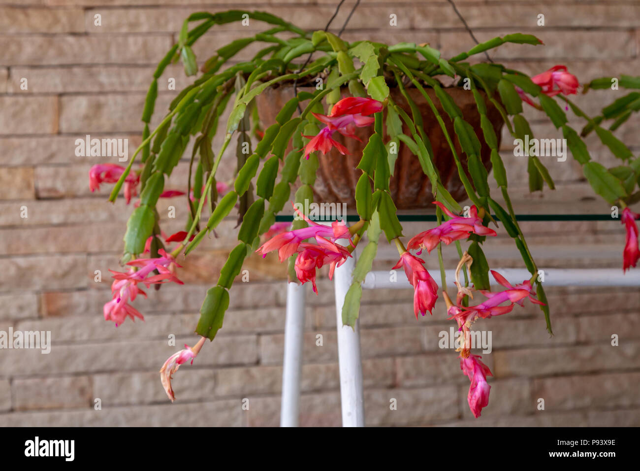 Schlumbergera truncata hi-res stock photography and images - Alamy