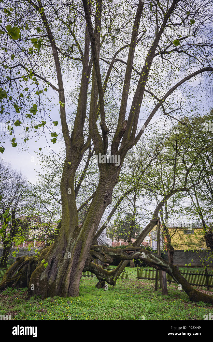 Linden tree city park hi-res stock photography and images - Alamy