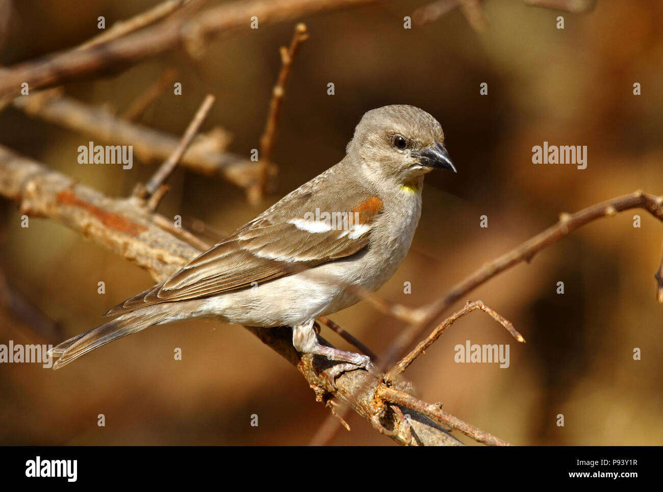 Gymnoris xanthocollis hi-res stock photography and images - Alamy