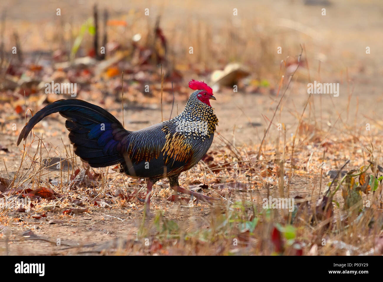 Red junglefowl tadoba hi-res stock photography and images - Alamy