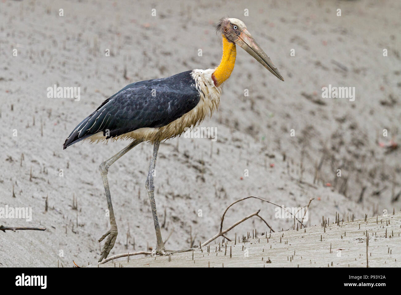 Lesser adjutant or Leptoptilos javanicus threatened species in ...