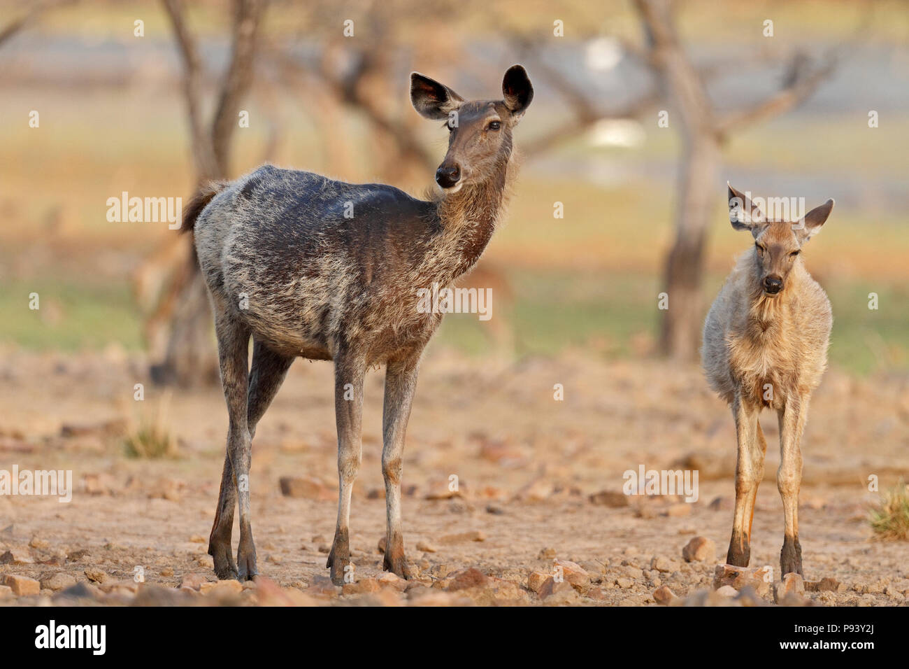 Samdar Deer at Ranthambore national park Rajasthan India Stock Photo ...