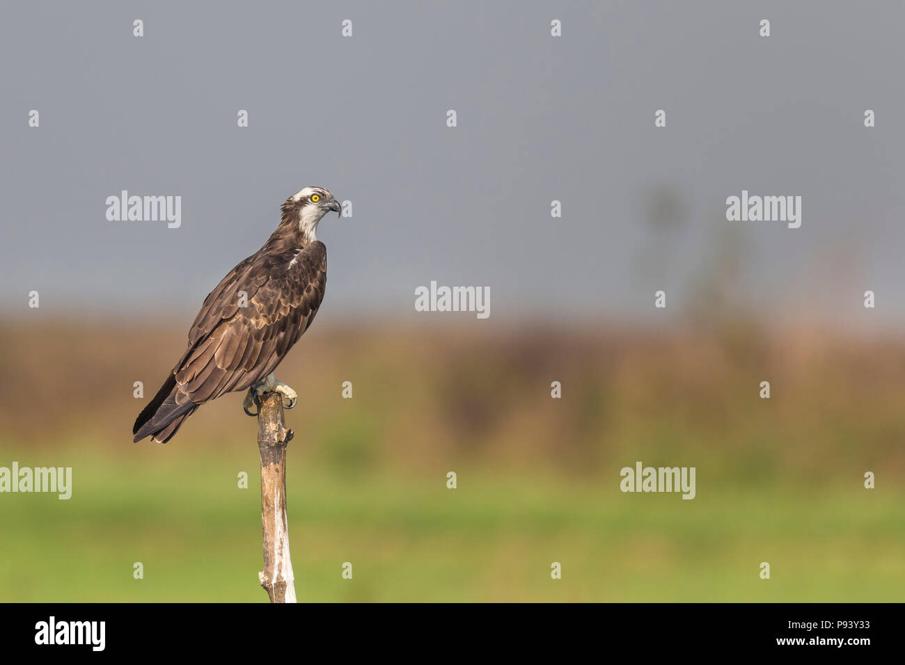 Bird of west bengal hi-res stock photography and images - Alamy