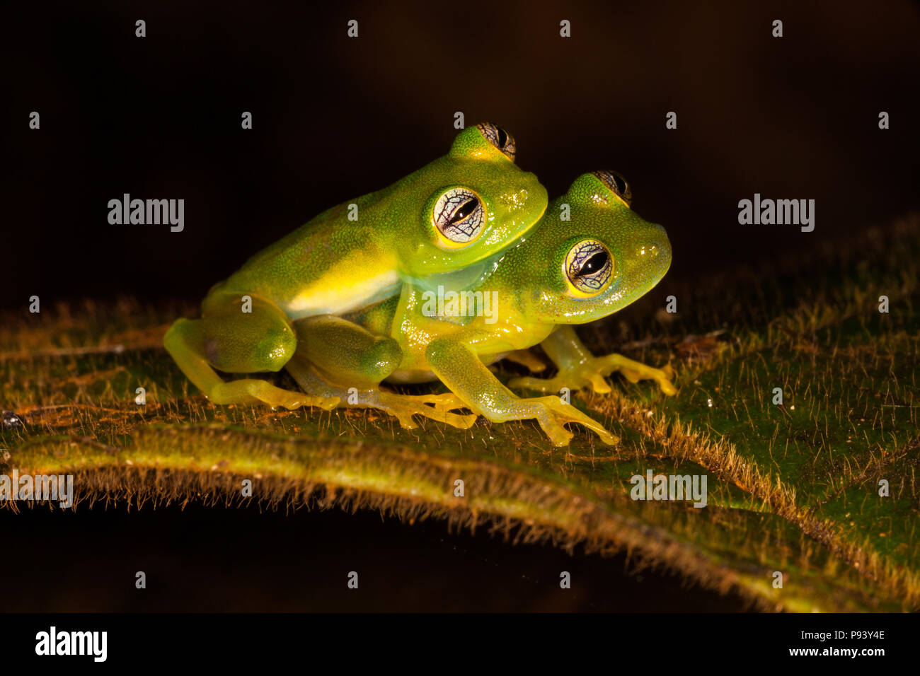 Panama wildlife with mating spiny cochran frogs, Teratohyla spinosa, at ...