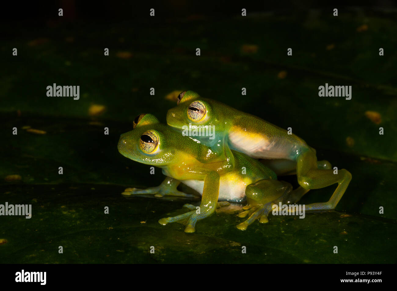 Rainforest frogs hi-res stock photography and images - Alamy