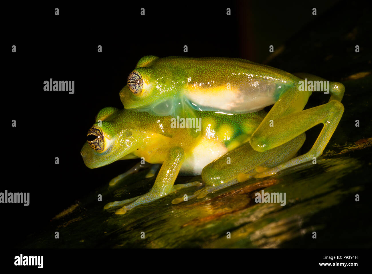 Panama wildlife with mating spiny cochran frogs, Teratohyla spinosa, at ...