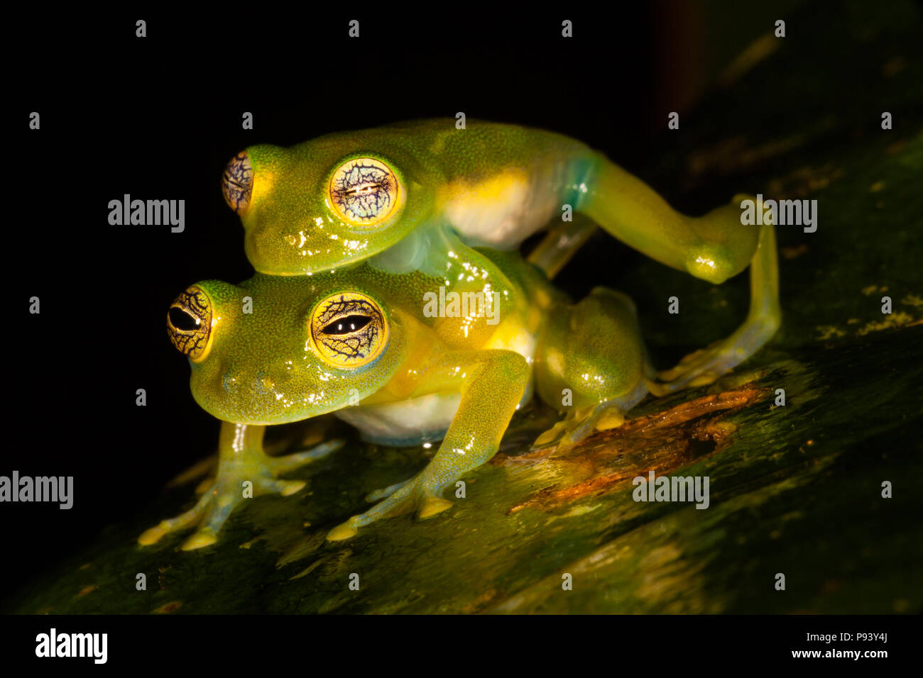 Panama wildlife with mating spiny cochran frogs, Teratohyla spinosa, at ...