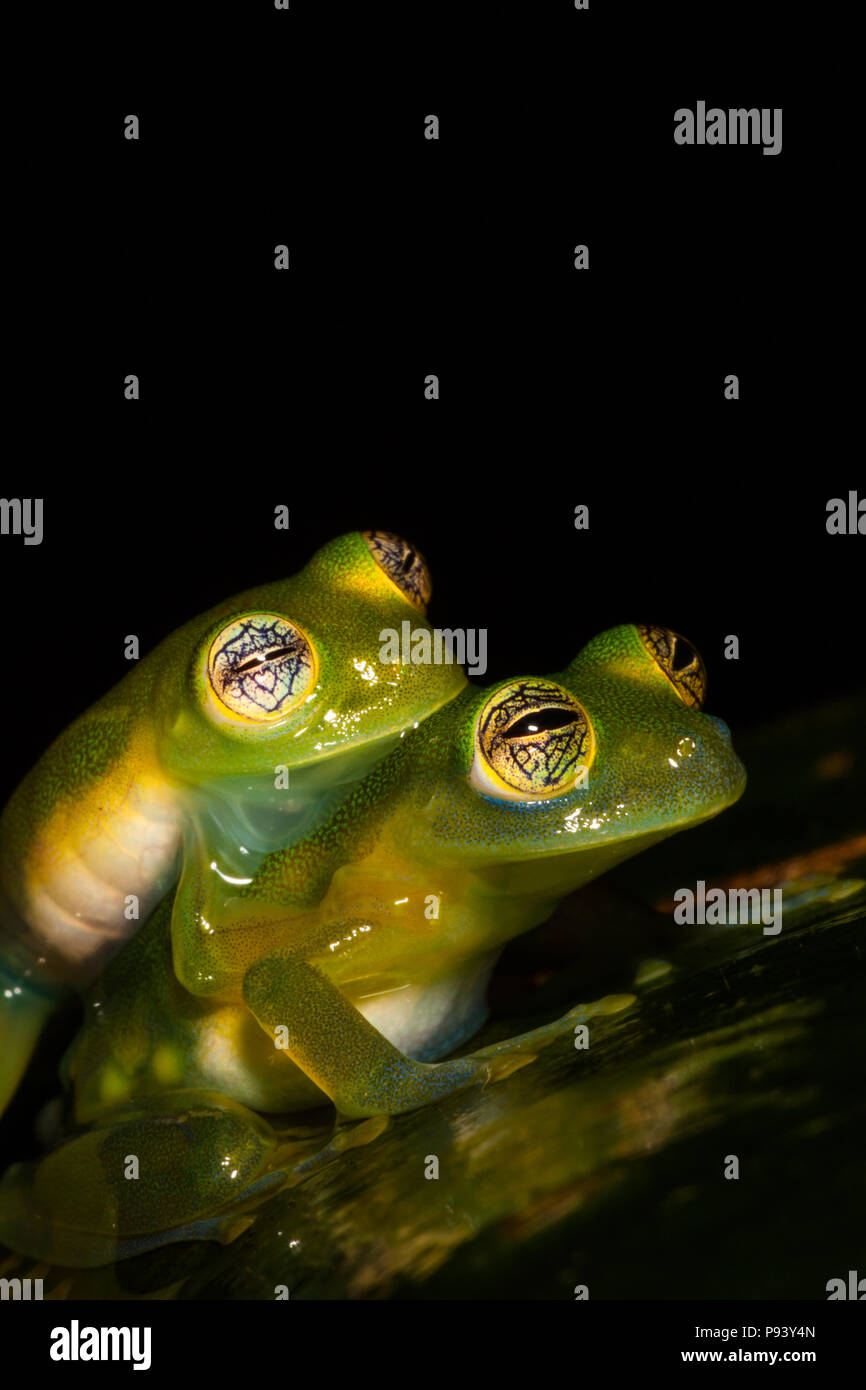 Spiny cochran glass frog hi-res stock photography and images - Alamy