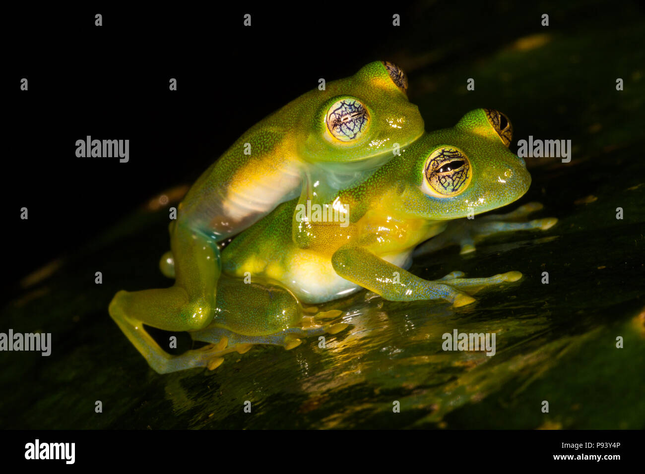 Panama wildlife with mating spiny cochran frogs, Teratohyla spinosa, at ...