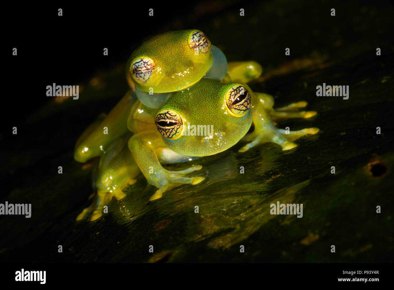Panama wildlife with mating spiny cochran frogs, Teratohyla spinosa, at ...