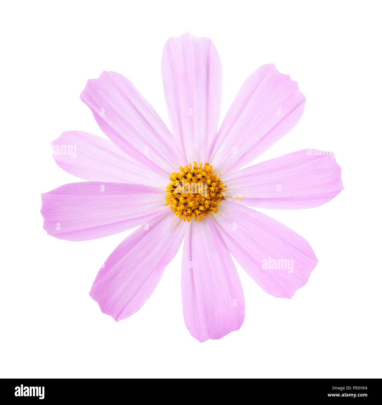 Pink Cosmos flower isolated on white background. Garden Cosmos Stock ...