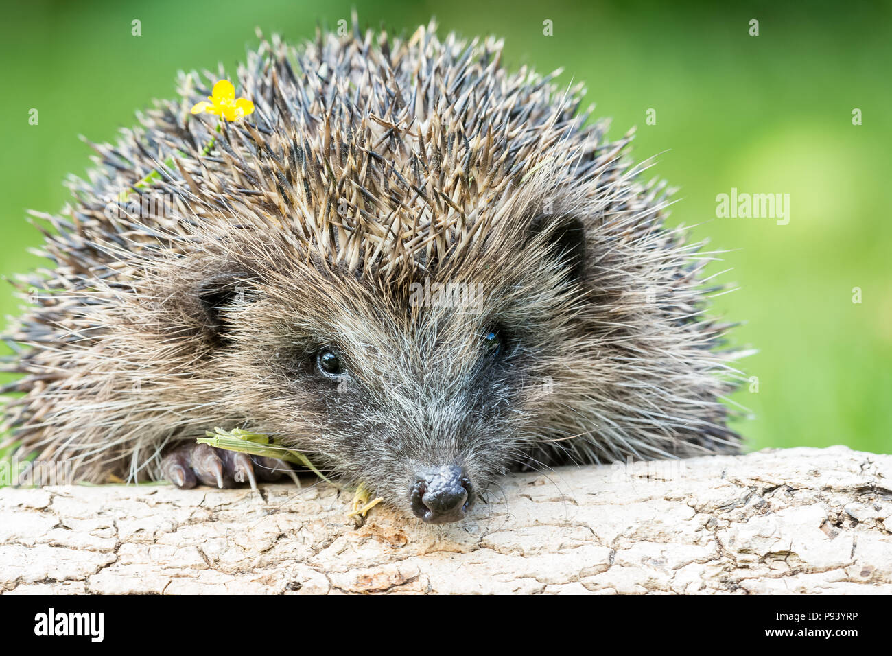 Forward spikes hi-res stock photography and images - Alamy