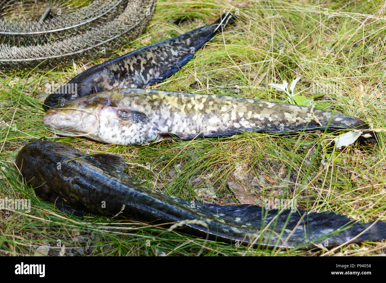 Catfish aquaculture hi-res stock photography and images - Alamy
