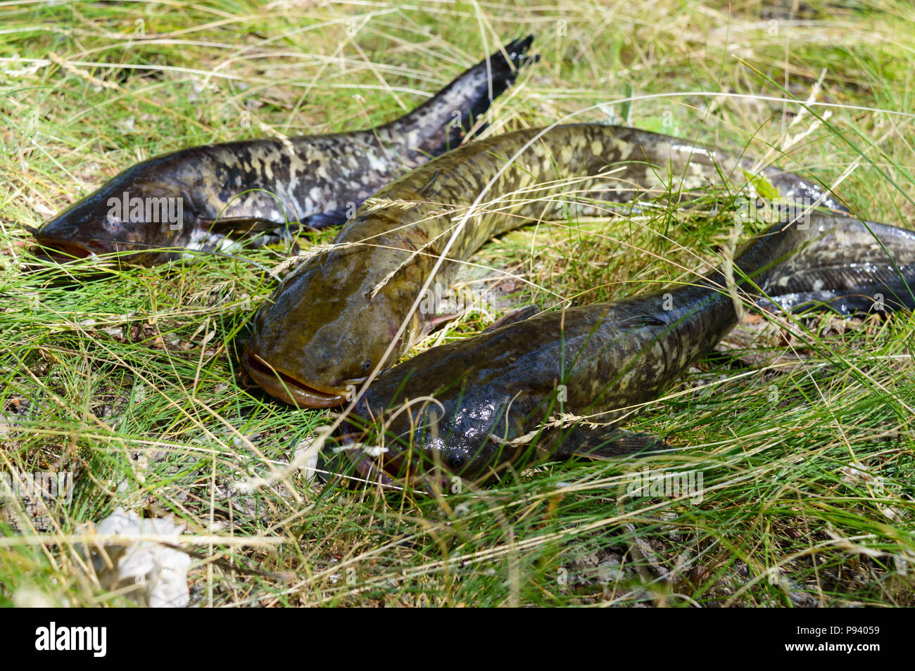 Catfish aquaculture hi-res stock photography and images - Alamy