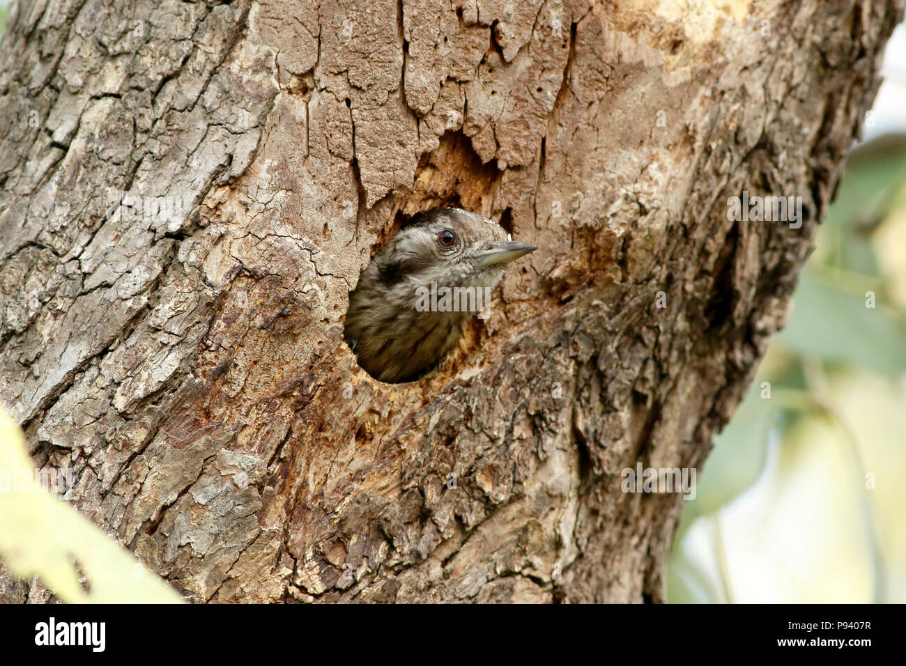 Young bird looking out the tree hole, Sundarbans, Bangladesh Stock ...