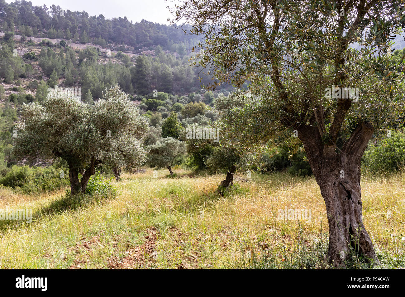 Israel Olive Tree Stock Photos & Israel Olive Tree Stock Images - Alamy