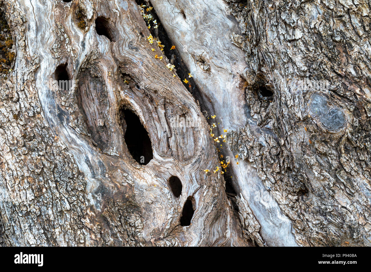 A close up photograph of an old olive tree trunk Stock Photo - Alamy
