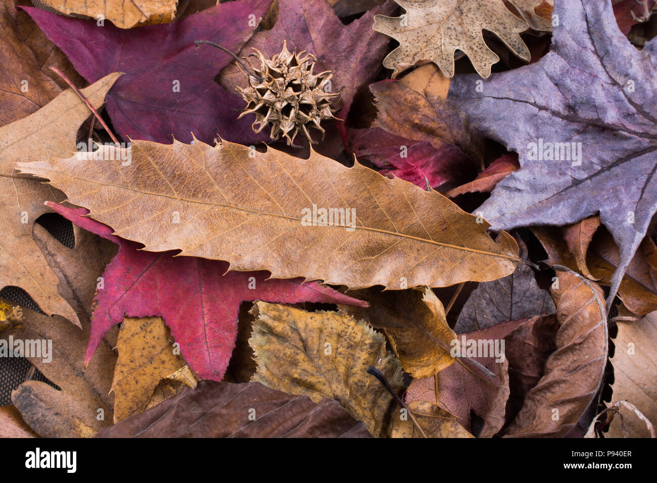 Beautiful dry leaves on as an autumn background Stock Photo - Alamy