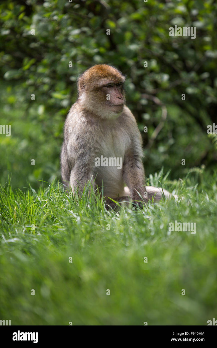 Monkey in sanctuary in Britain, UK Stock Photo - Alamy