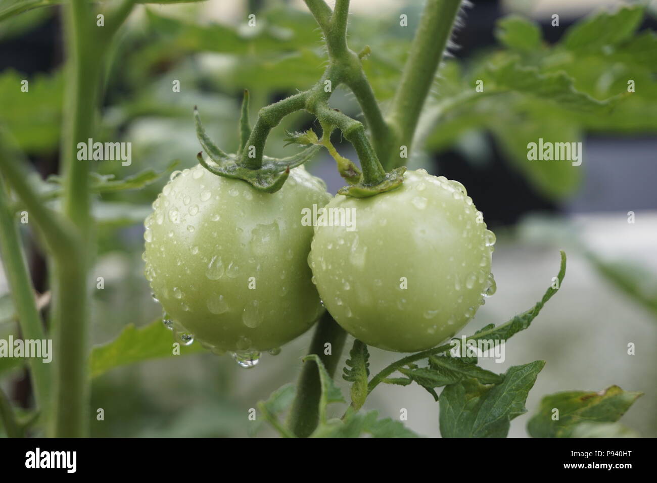 young unripe tomato Stock Photo - Alamy