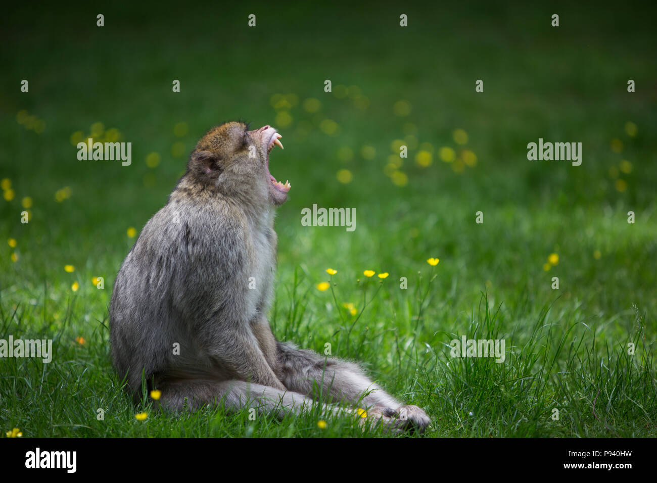 Monkey in sanctuary in Britain, UK Stock Photo - Alamy