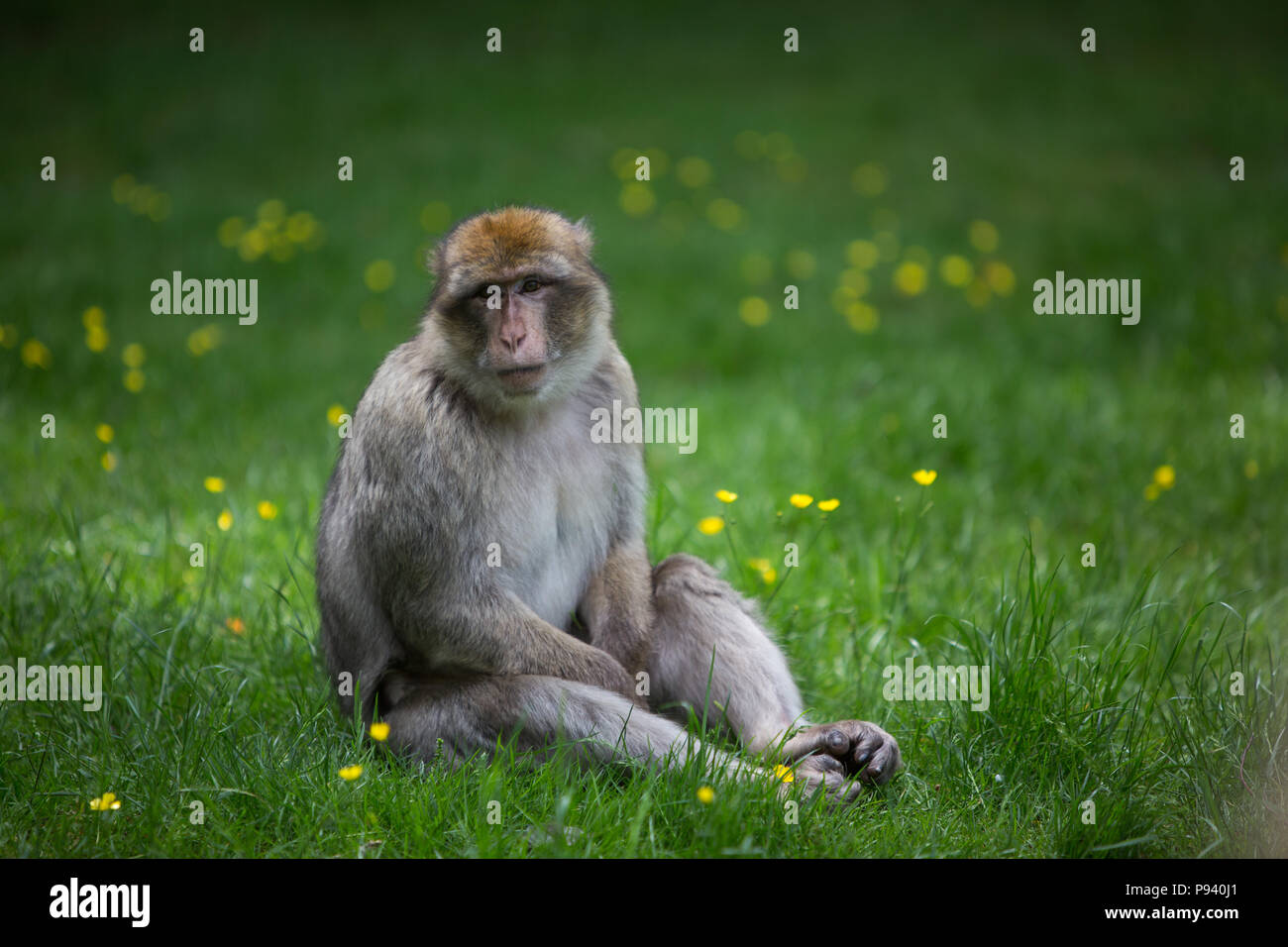Monkey in sanctuary in Britain, UK Stock Photo - Alamy