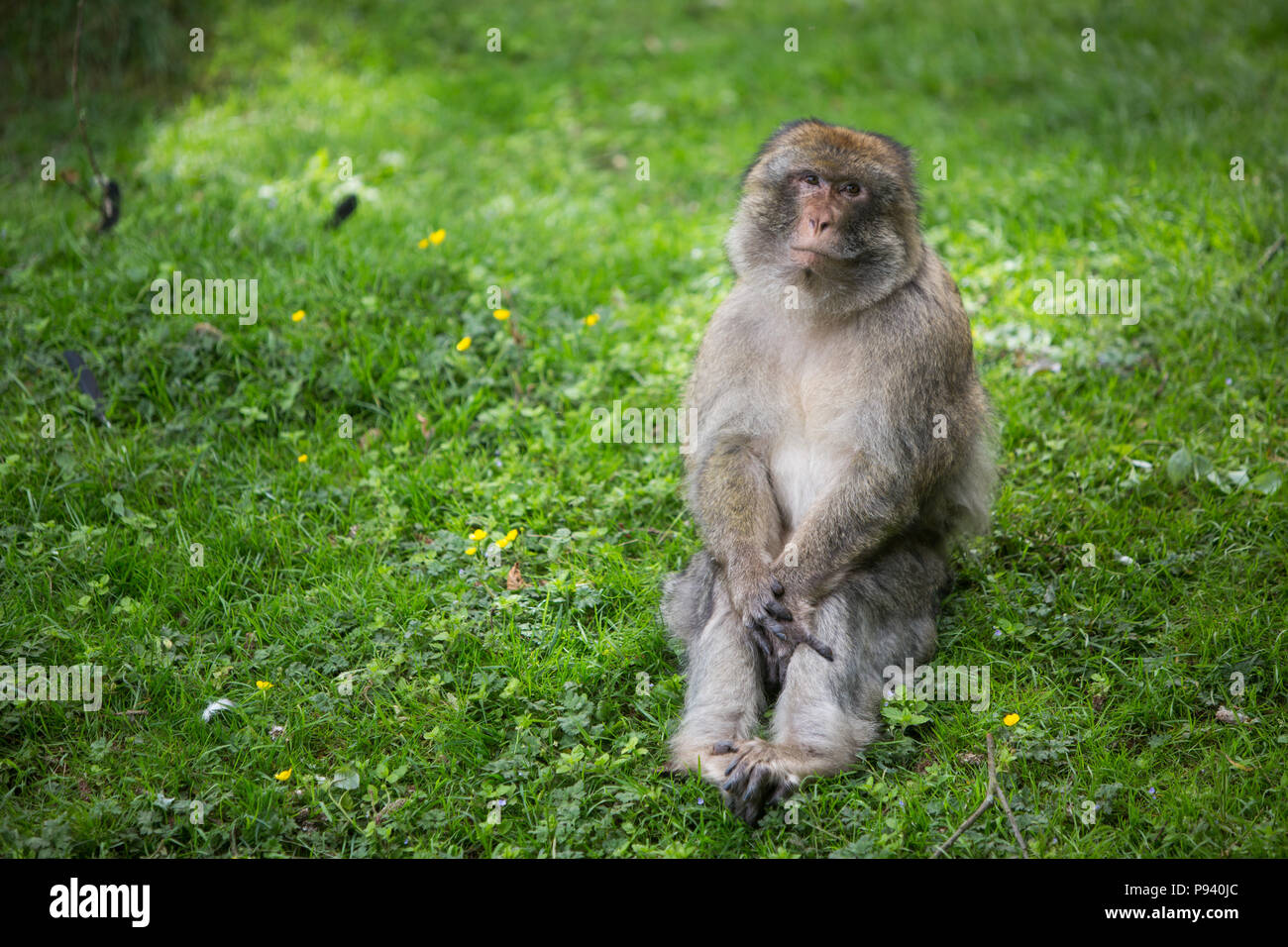Animal jokes hi-res stock photography and images - Alamy