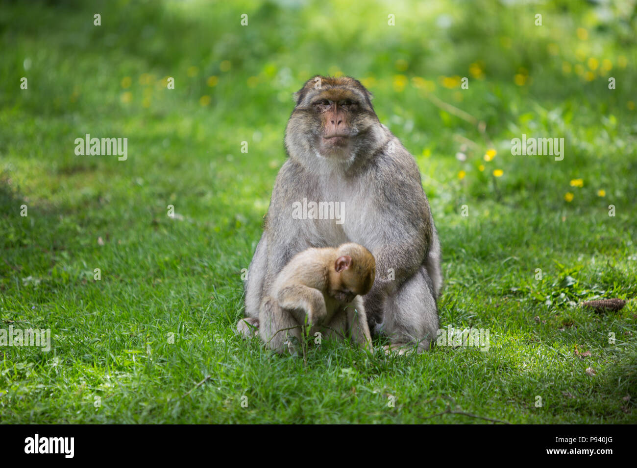 Monkey in sanctuary in Britain, UK Stock Photo - Alamy