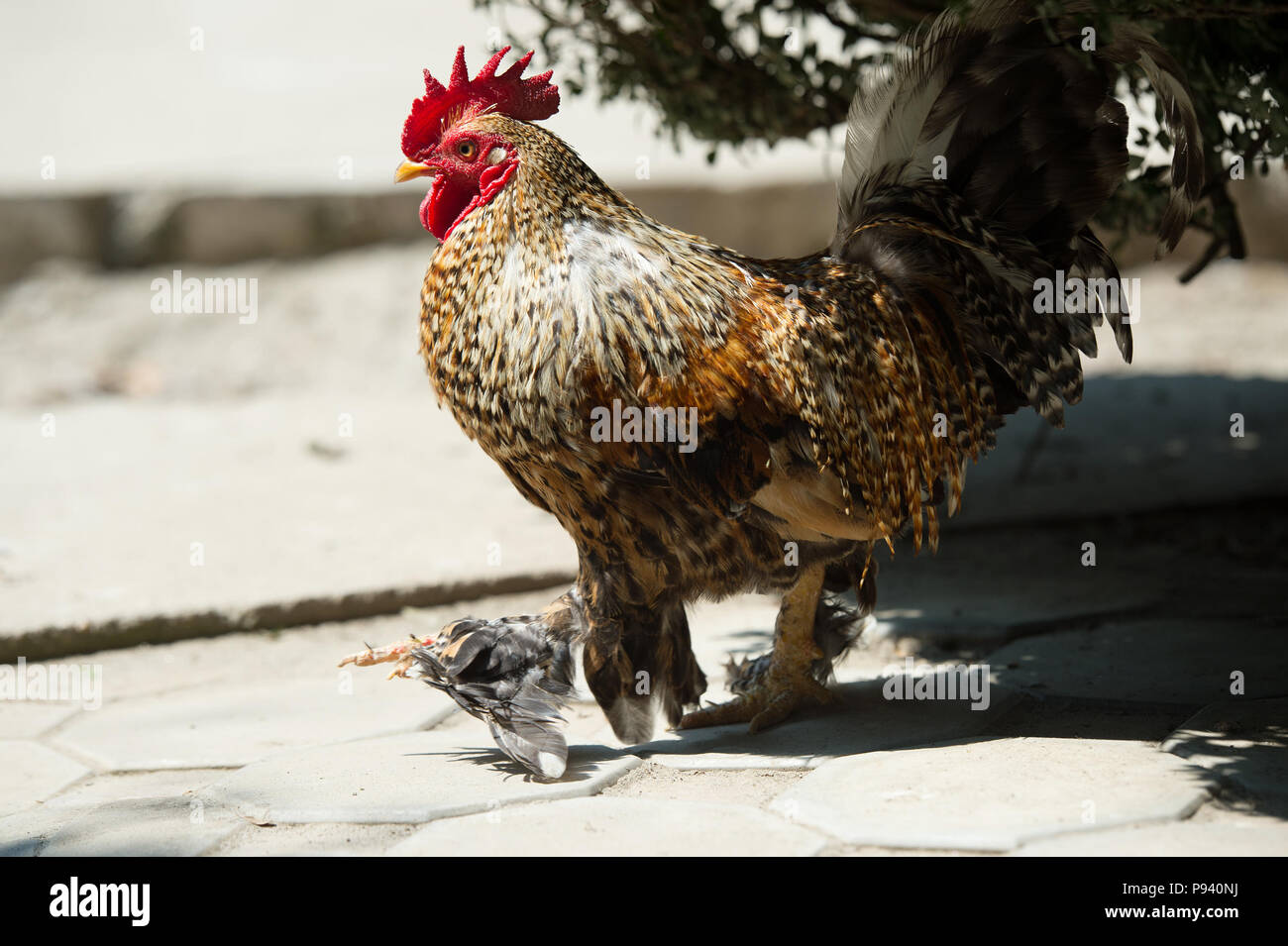 Rooster and chickens in the sun Stock Photo - Alamy