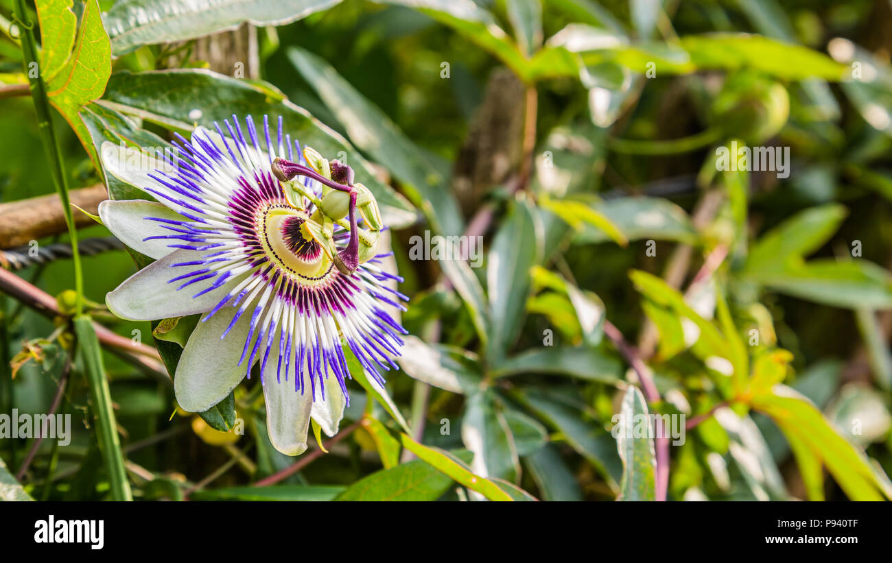 Passion flower in a nature Stock Photo - Alamy
