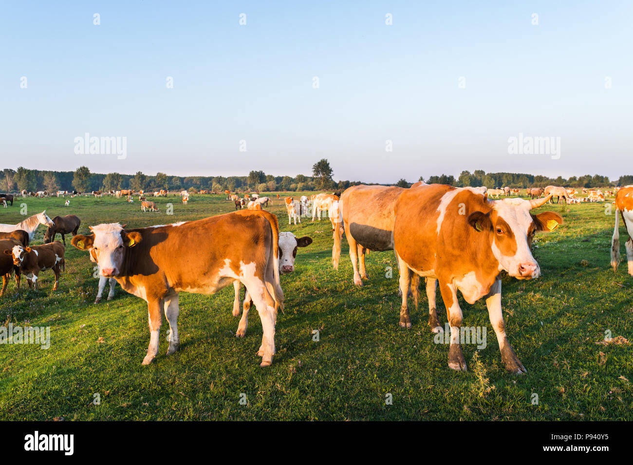 Livestock livestocks hi-res stock photography and images - Alamy
