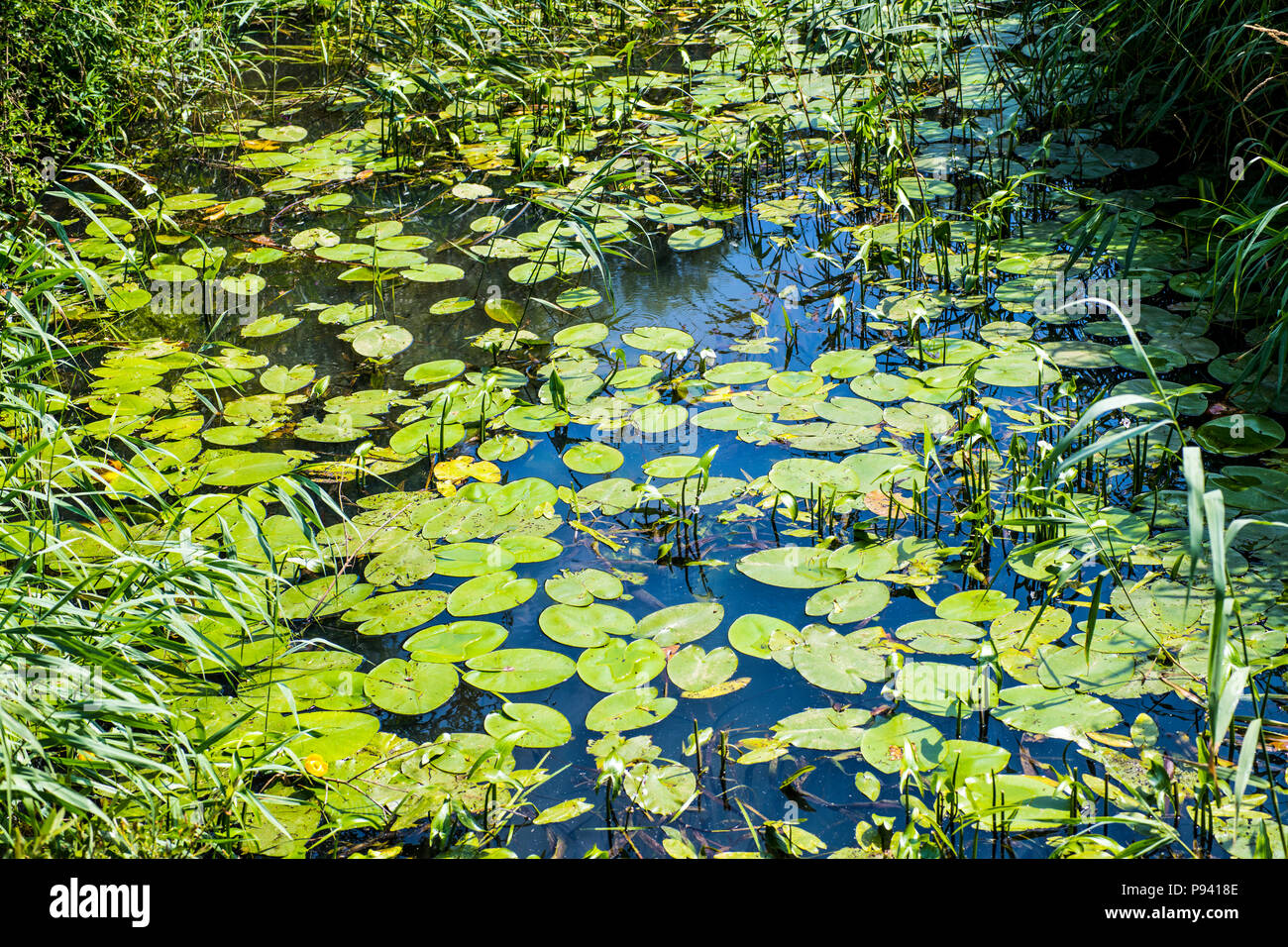 Beautiful Nature Poster - Combe Haven river, East Sussex, England Stock ...