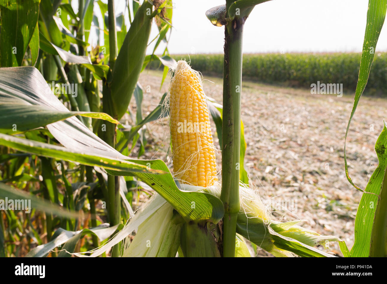 Sweet corn in the field Stock Photo - Alamy
