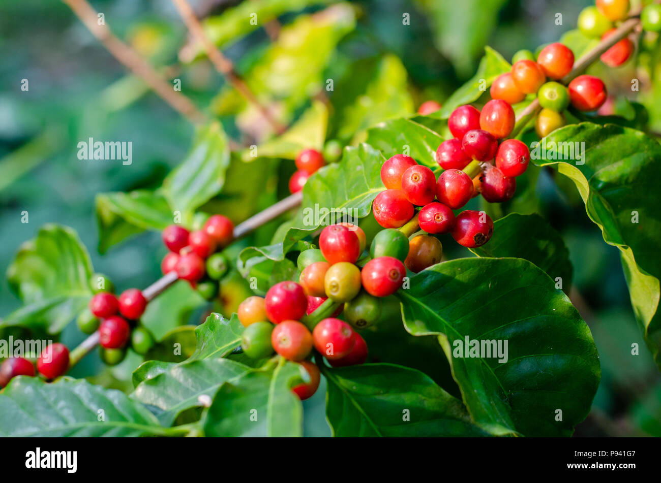 Close up fresh organic red raw and ripe coffee cherry beans on tree ...