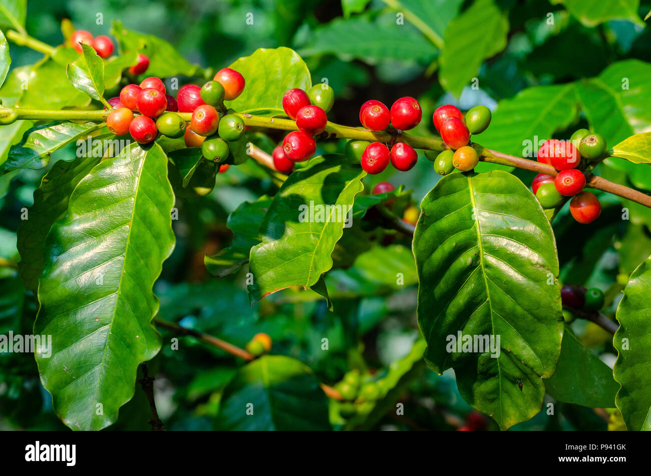 Close up fresh organic red raw and ripe coffee cherry beans on tree ...