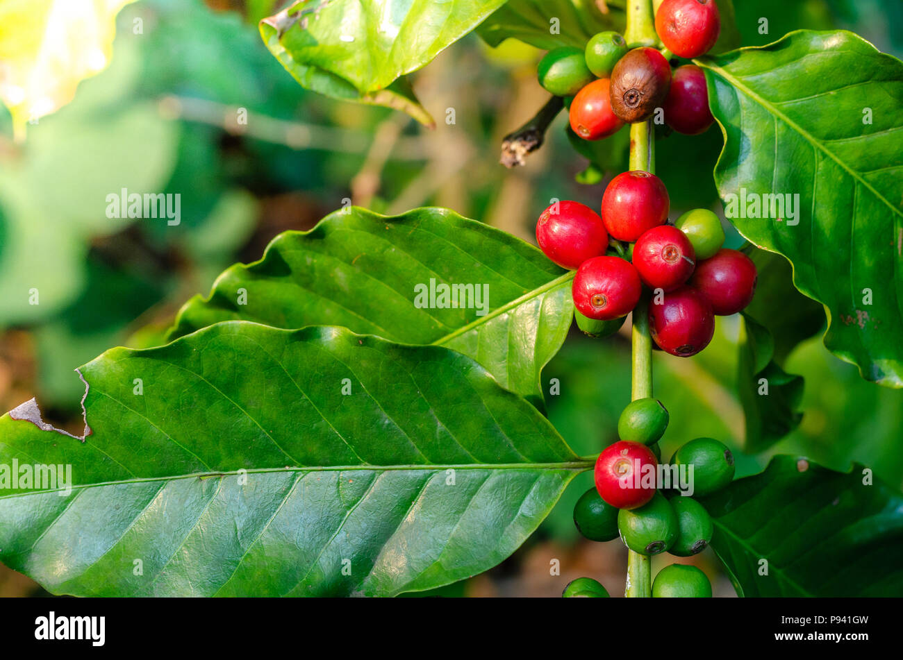 Ripe coffee cherry hi-res stock photography and images - Alamy