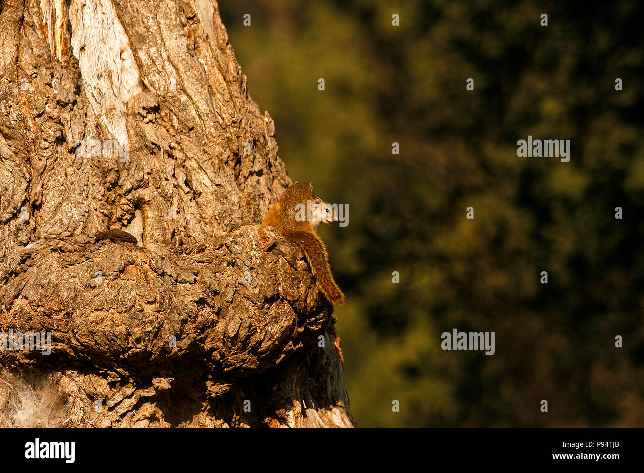 Smiths Bush Squirrel (Paraxerus cepapi). Mana Pools National Park ...