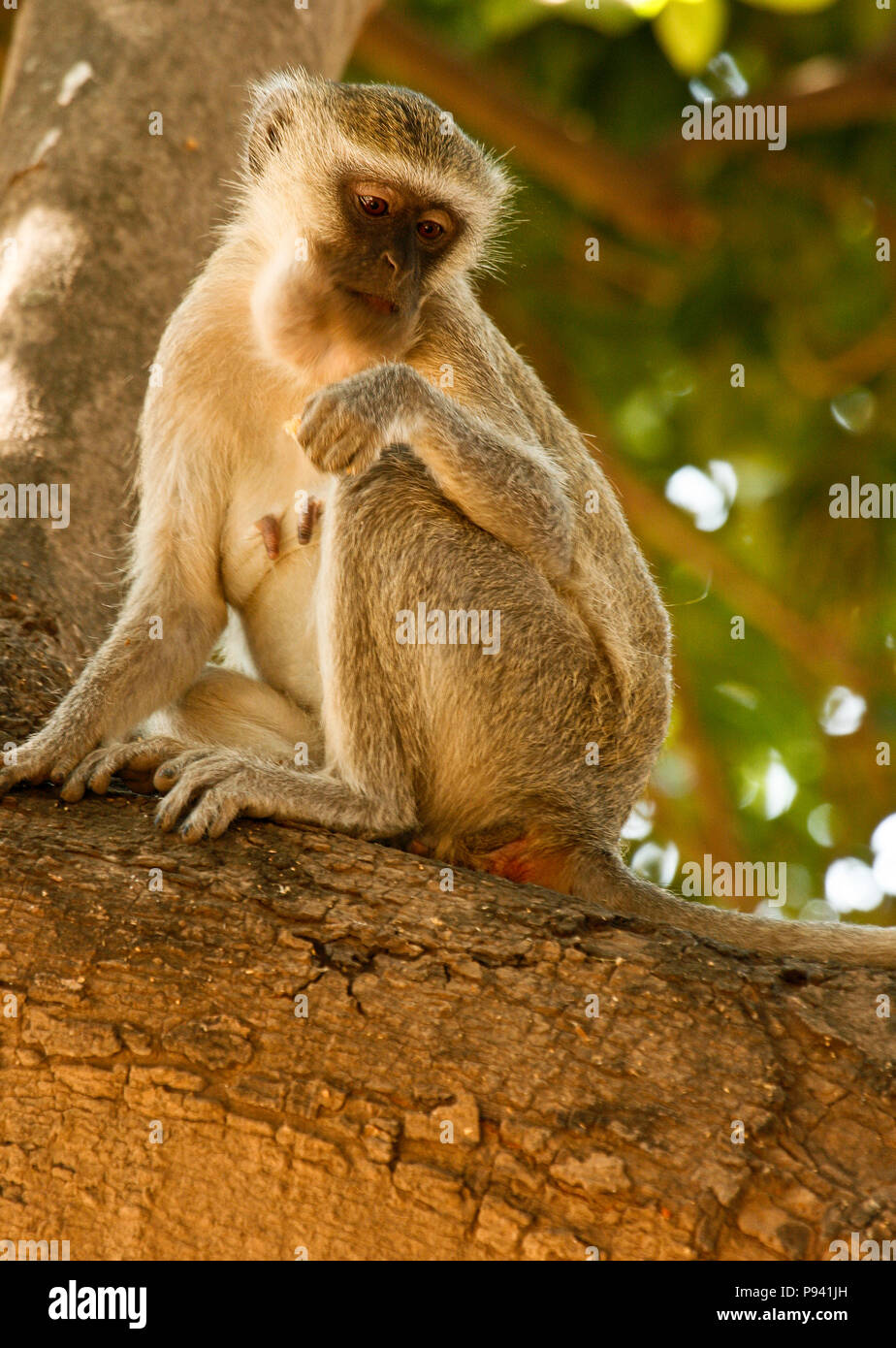 Vervet monkey Cercopithecus aethiops, on tree. Mana Pools National Park ...