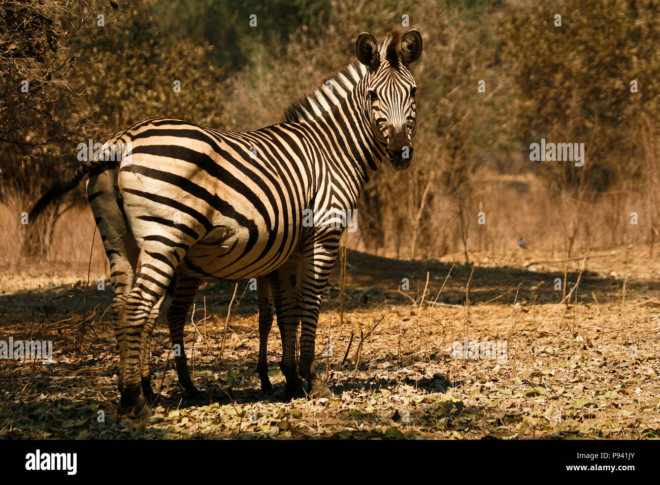 Equus Quagga Boehmi High Resolution Stock Photography and Images - Alamy