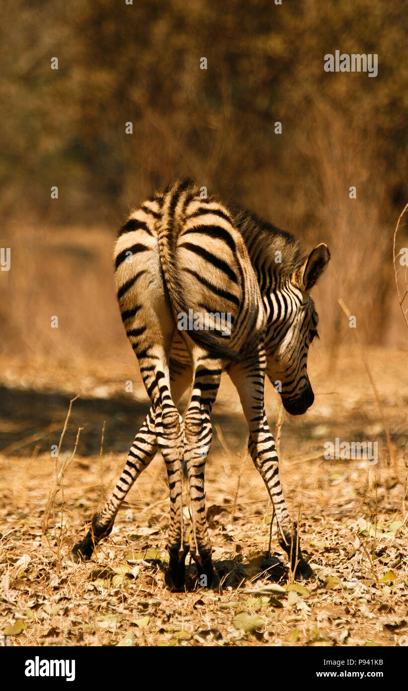 Baby Zebra, Equus quagga. Mana Pools National Park. Zimbabwe Stock ...